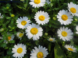 feverfew extract 0.8%-1.2% parthenolide, Feverfew Flower extract /Parthenolide