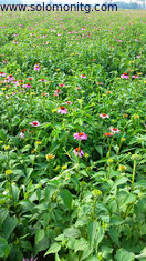Best quality echinacea purpurea extract in bulk-echinacea echinacea capsules echinacea