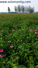 Echinacea Purpurea 1%, 2%, 4%( Chicory Acid) HPLC, polyphenol 4%