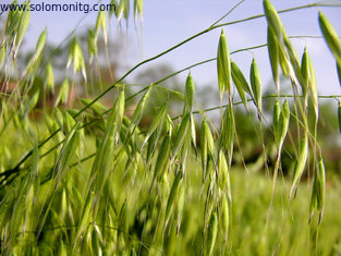 Free Sample Hordeum Vulgare Extract of beta - glucan 70% AOAC /Avena fatua L