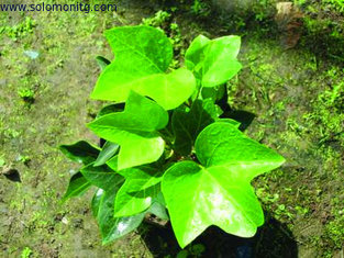 GMP Factory Supply High Quality ivy leaf extract Ivy extract with 1%-10% Hederagenin