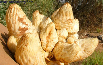high quality cistanche deserticola extract --ratio extract(10:1,20:1)