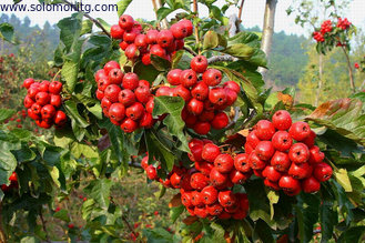 dried hawthorn berry extract fruit leaf extract with flavone 5%-80% hawthorn leaf extract