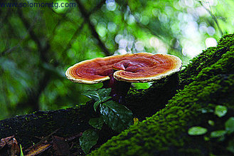 Nature health food Reishi Mushroom extract,anti-cancer triterpene & polysaccharides reishi