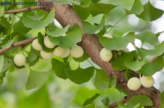 100% Ginkgo Biloba Leaves Extract in Regulation of Blood System/Flavones 24% Terpene Lactones 6%/Ginkgo Biloba Extract