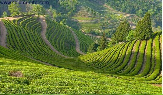 buy green tea: 2018 New Chinese Organic Green Tea-Hanzhong Xianhao First Grade