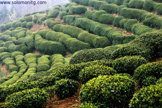 buy green tea: 2018 New Chinese Organic Green Tea-Hanzhong Chaoqing Superfine
