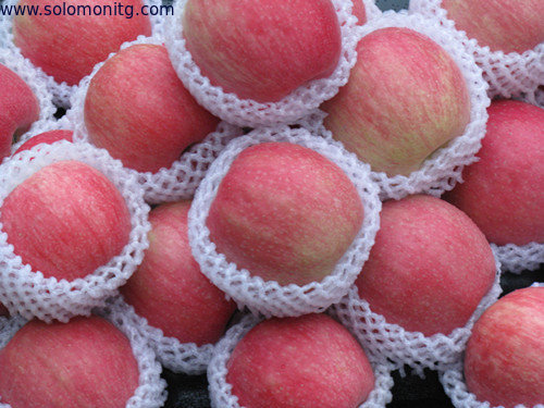 Popular In Netherlands Rich Experience Bulk Red Apple Fresh Fuji Apple