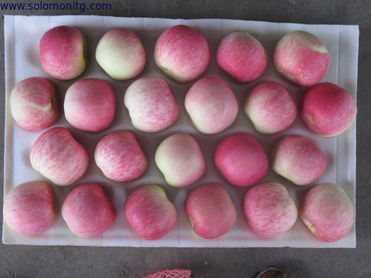 Rich Experience Bulk of Fresh red fuji apple with high quality and best price from China