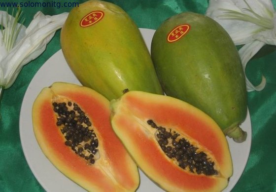 papaya seed powder free sample -- IlexChaenomeles lagenaria(Lolsel.) Koidz.