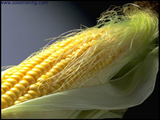 top quality zea mays corn silk extract --Zea mays L. -corn silk extract hair nourishing