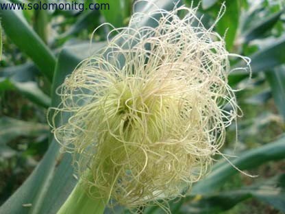 GMO Free Powder Corn Stigma Extract 0.5%-5% Sitosterol for healthcare ingredient