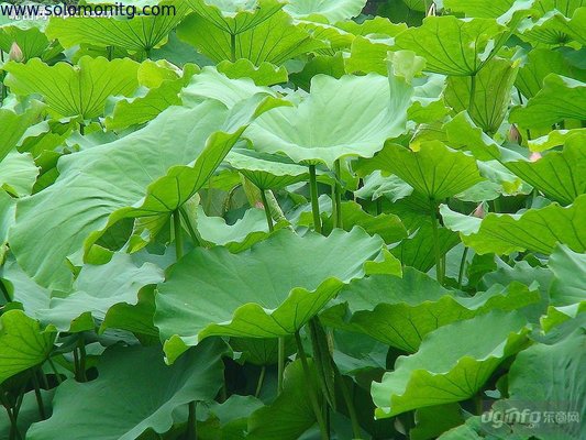 Manufacturer Supply natural high quality lotus leaf extract, Nelumbo Nucifera Gaertn. -Folium Nelumbinis