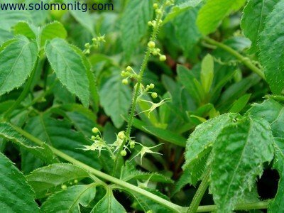 Gypenosides 80%-98% UV gynostemma pentaphyllum extract skin care