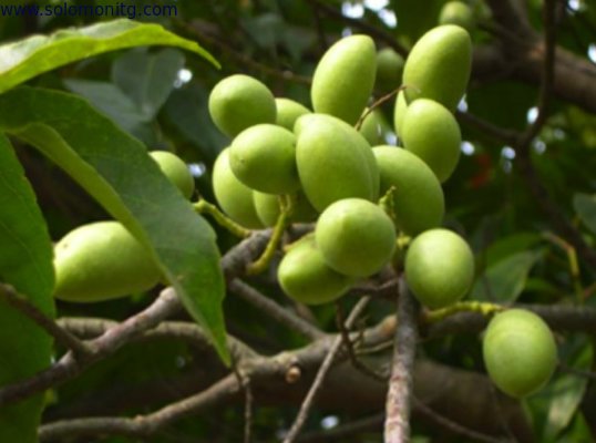 factory supply High quality olive leaf extract hydroxytyrosol--Olea europea L.