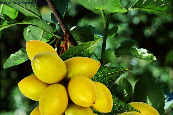 High quality olive extract antioxidant hydroxytyrosol --Olea europea L.