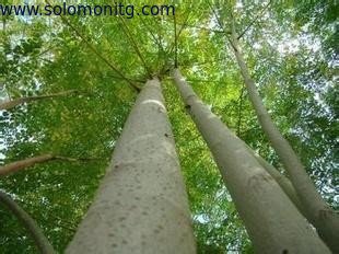 high quality moringa oleifera leaf powder import China products