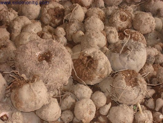 amorphophallus konjac extract glucomannan 37220-17-0 --Anorphophallus konjac K Koch.