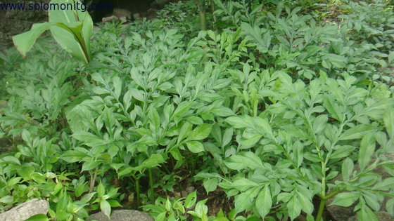 amorphophallus konjac extract glucomannan 37220-17-0 --Anorphophallus konjac K Koch.