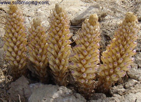 high quality 10:1 Songaria Cynomorium P.E --Cynomorium songaricum Rupr