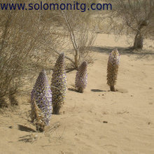 high quality 10:1 Songaria Cynomorium P.E --Cynomorium songaricum Rupr