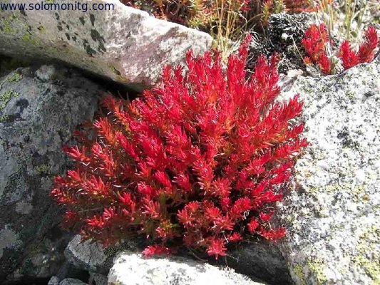Tibet natural herb rhodiola rosea extract 1%-10% Salidroside--Rhodiola rosea L
