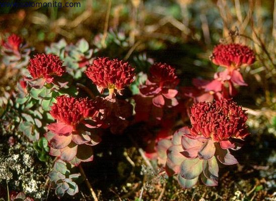 100% natural rhodiola rosea extract 3% salidroside --Rhodiola rosea L