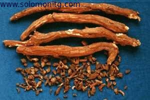 natural herbal extract of salvia extract china supplier --Salvia Miltiorrhizae