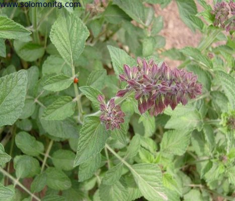 100% Natural Danshen Root extract Salvianolic acid b --Salvia Miltiorrhizae
