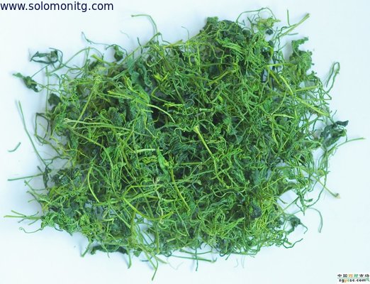 With rich experience of EU market gynostemma gypenosides for sleep --gynostemma extract