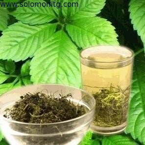 98% Gypenoside Extract Jiaogulan Gynostemma Pentaphyllum Extract