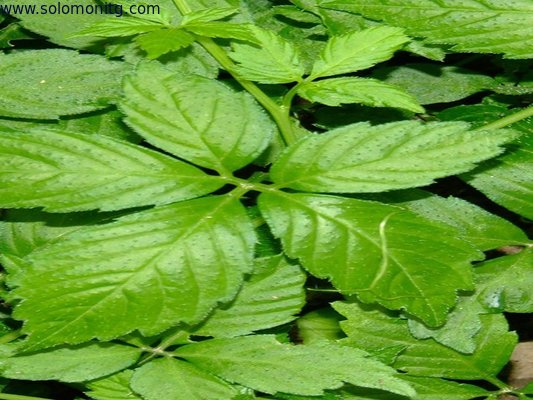 Gypenoside≥ 20%, 80%,95%,98% Gynostemma Pentaphyllum Extract --gynostemma extract