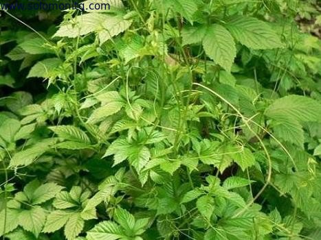 98% Gypenoside Extract Jiaogulan Gynostemma Pentaphyllum Extract