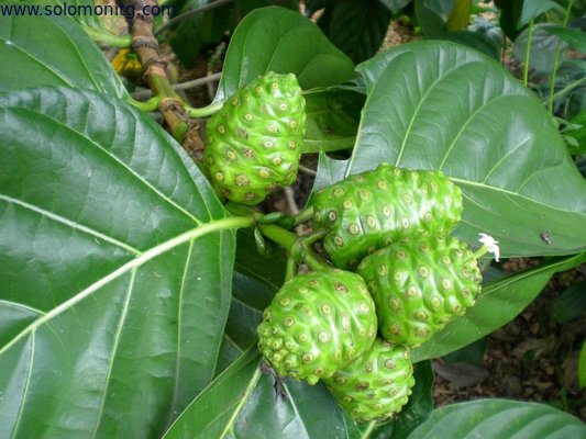 4:1,10:1,20:1,30:1,etc morinda citrifolia extract/ noni juice powder China supplier--Morinda officinalis How