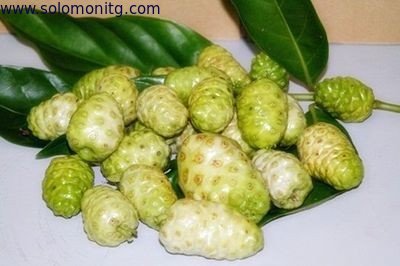 4:1,10:1,20:1,30:1,etc morinda citrifolia extract/ noni juice powder China supplier--Morinda officinalis How