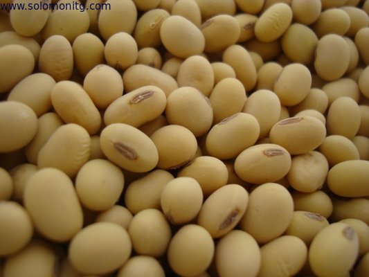 Immune & anti-fatigue Soy Bean Extract / Immunity boosters vitamins plant extract soy isof