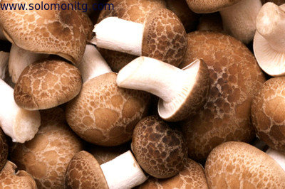 100% natural herbal type polysaccharide 10%-40% shiitake mushroom extract -Lentinula edode