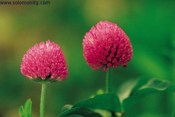 High Quality 8% Isoflavones HPLC Red Clover Extract benefits body-Trifolium pretense L.