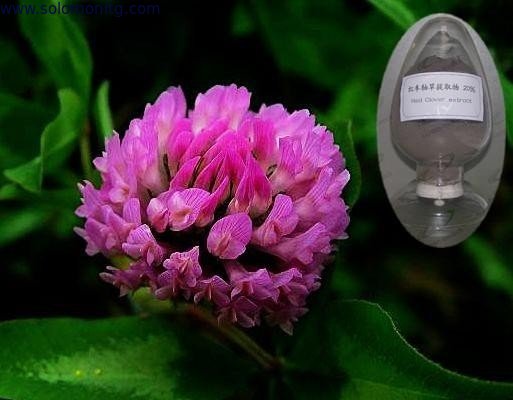 High Quality 8% Isoflavones HPLC Red Clover Extract -Trifolium pretense L.