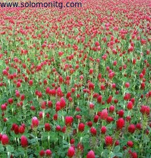 High Quality 8% Isoflavones HPLC Red Clover Extract -Trifolium pretense L.