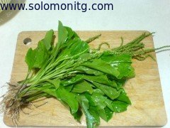 Pure Natural Plantago Asiatica Extract --plantago asiatica  for healthcare ingredient