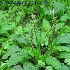 Pure Natural Plantago Asiatica Extract --plantago asiatica  for healthcare ingredient