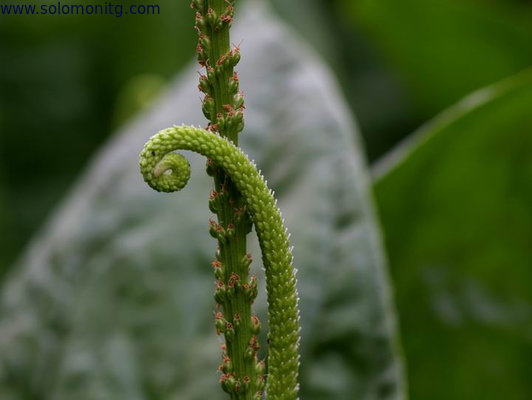 Pure Natural Plantago Asiatica Extract --plantago asiatica  for healthcare ingredient