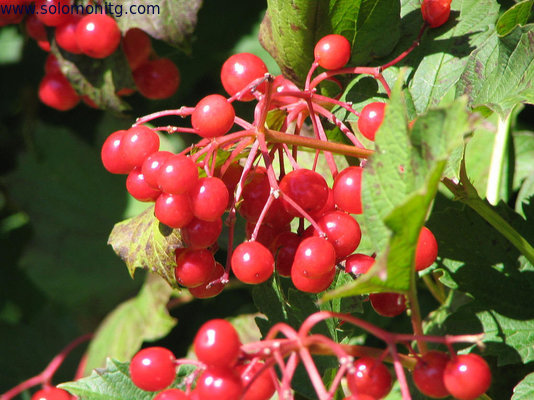 high quality cranberry fruit powder sample free--Cranberry juice