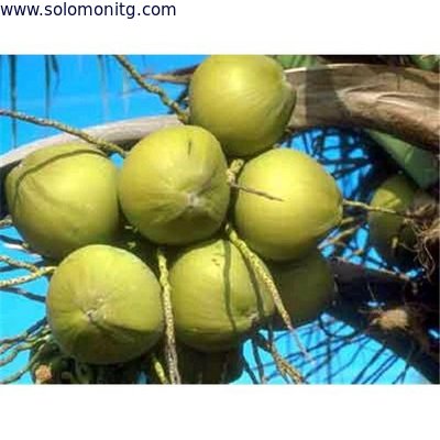 Natural Light Yellow Fine Powder Serenoa Serrulata Extract , fatty Acid