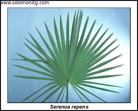 Herb Medicine Saw Palmetto Extract, Saw Palmetto Powder, fatty Acid