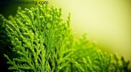 cosmetics using 100% natural high quality seaweed extract powder