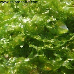 manufacture Seaweed extract fertilizer powder and flake liquid --Kelp extract