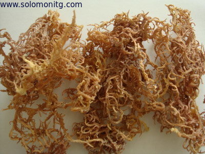 manufacture Seaweed extract fertilizer powder and flake liquid --Kelp extract