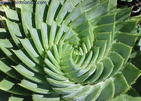 Top Quality 10:1 aloe vera extract powder,Aloe barbadensis Miller, Aloe vera L.